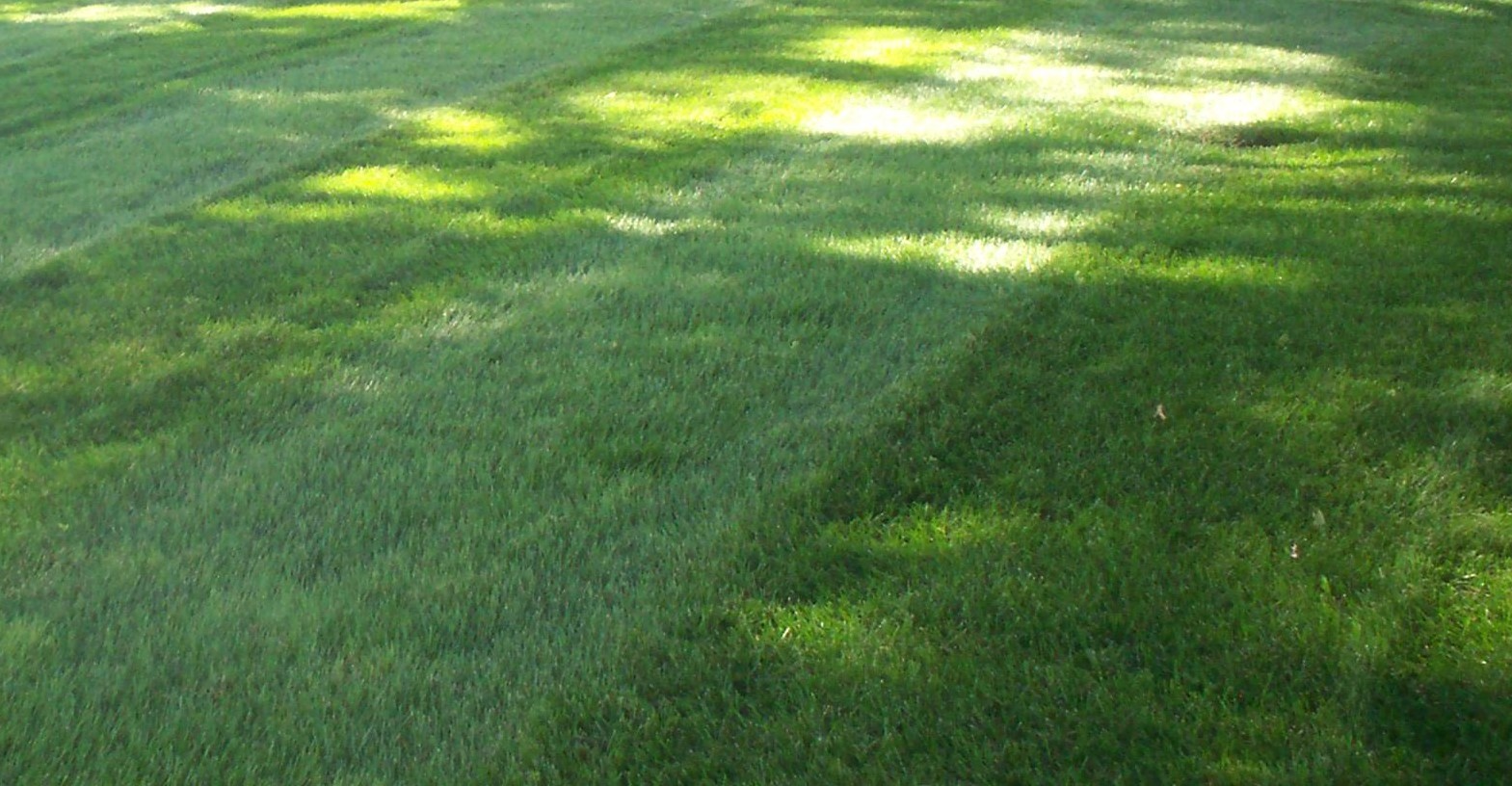 Lawn Care Services in Edina, Minneapolis & Richfield, MN | Diamond Cut